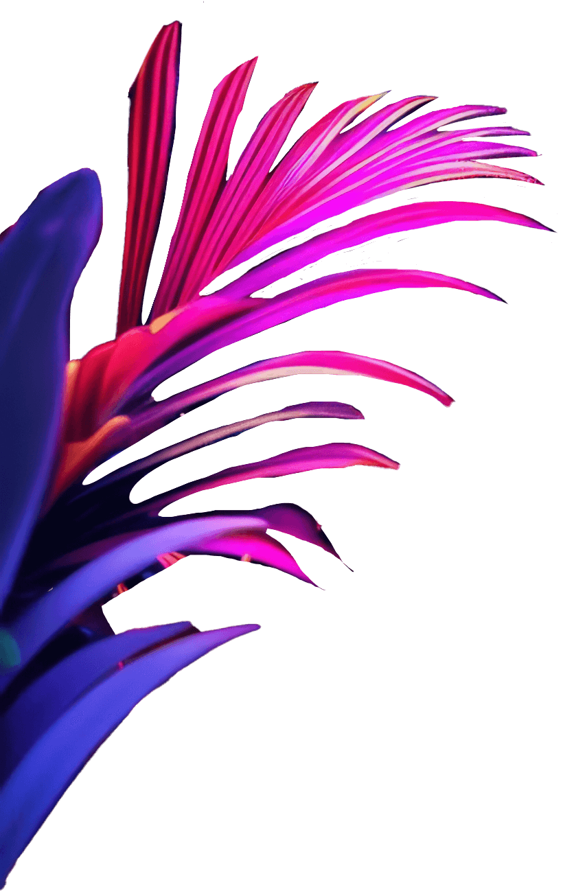 Tequila Negro Zafiro